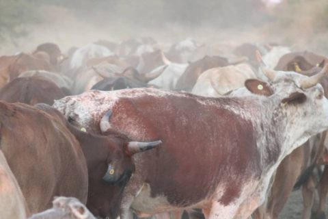 Nkone Society - Cattle Breeders Society of Zimbabwe